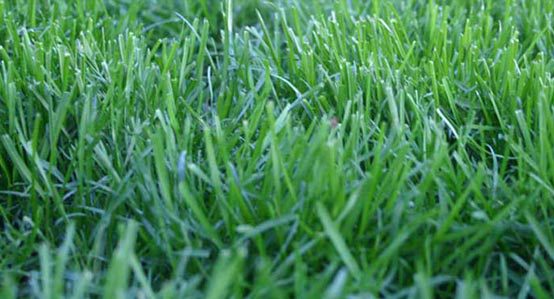 Dwarf fescue lawn Sod with Park Avenue Turf