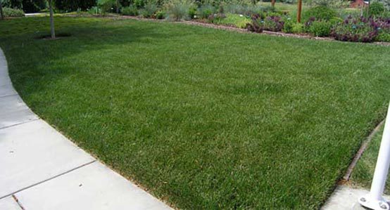 Dwarf fescue lawn Sod with Park Avenue Turf